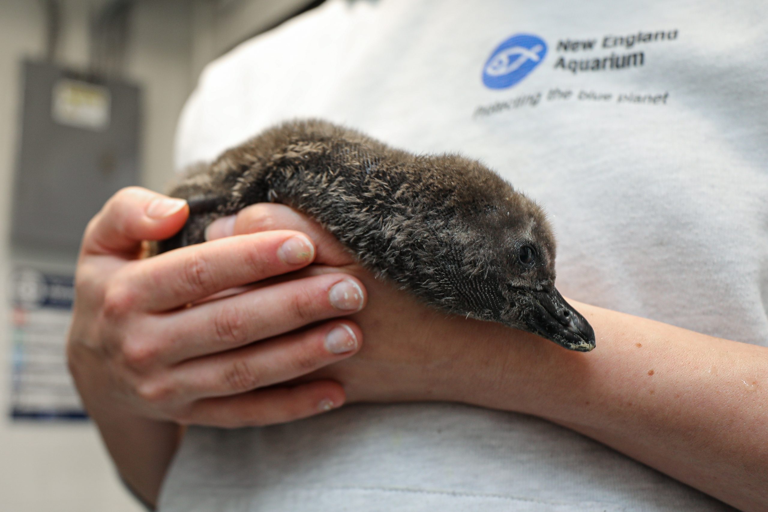 Meet our Newly Hatched African Penguin Chick - New England Aquarium