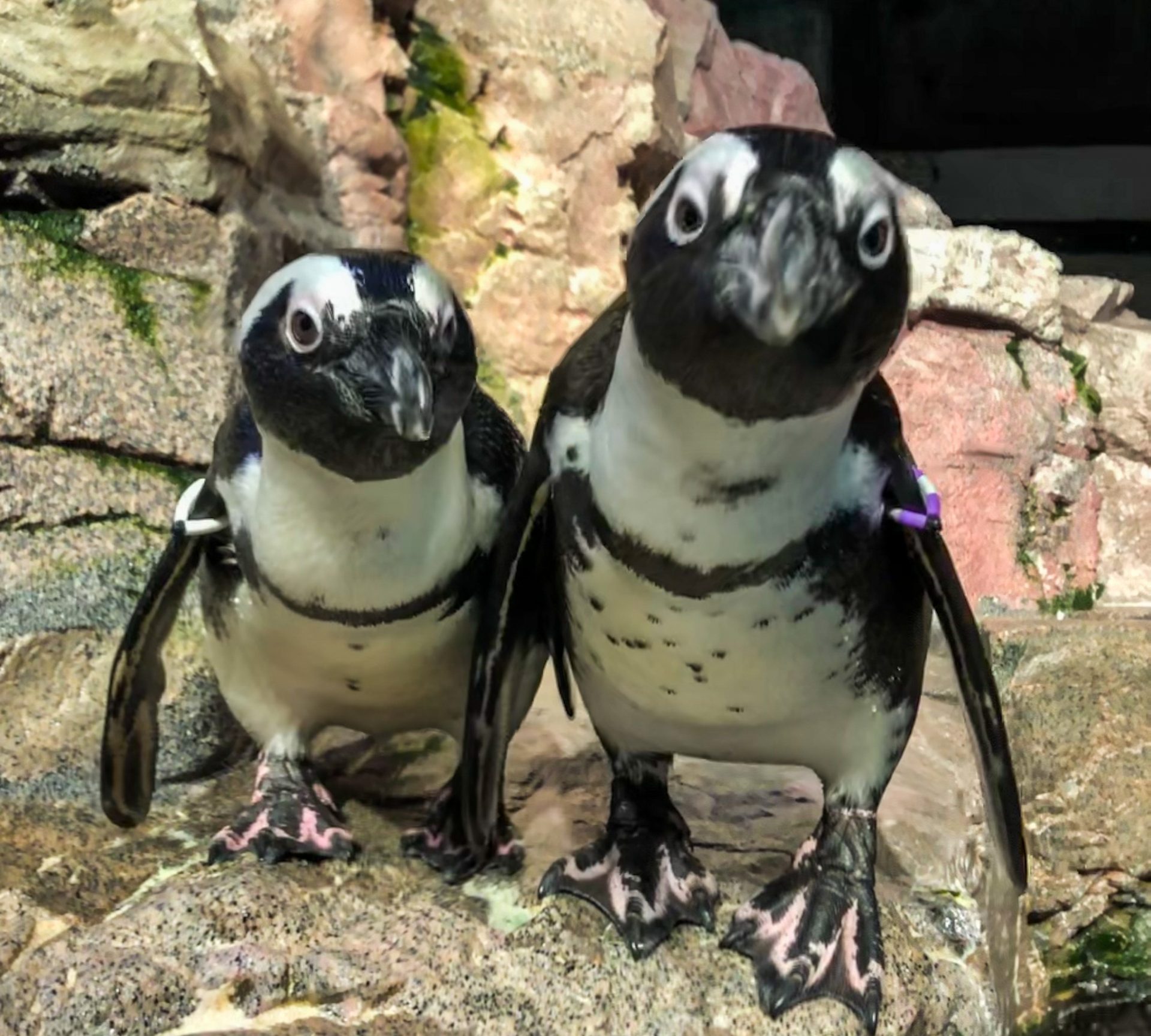 My Penguin Valentine - New England Aquarium